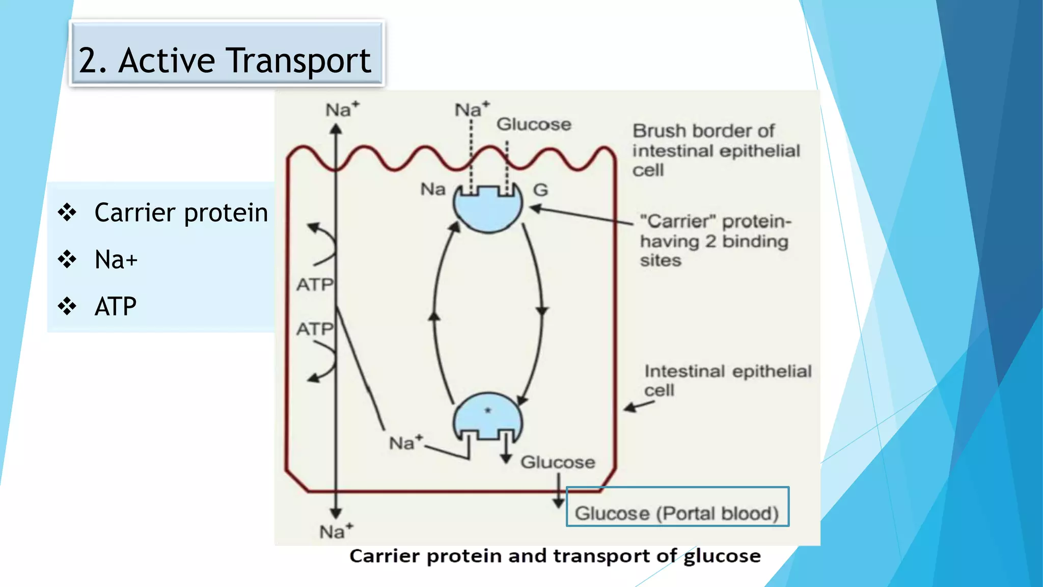 digestion and absorption of carbohydrate.pptx
