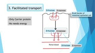 digestion and absorption of carbohydrate.pptx
