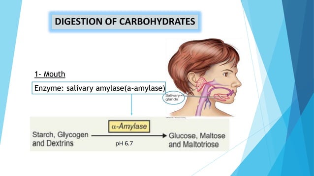digestion and absorption of carbohydrate.pptx