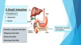 digestion and absorption of carbohydrate.pptx
