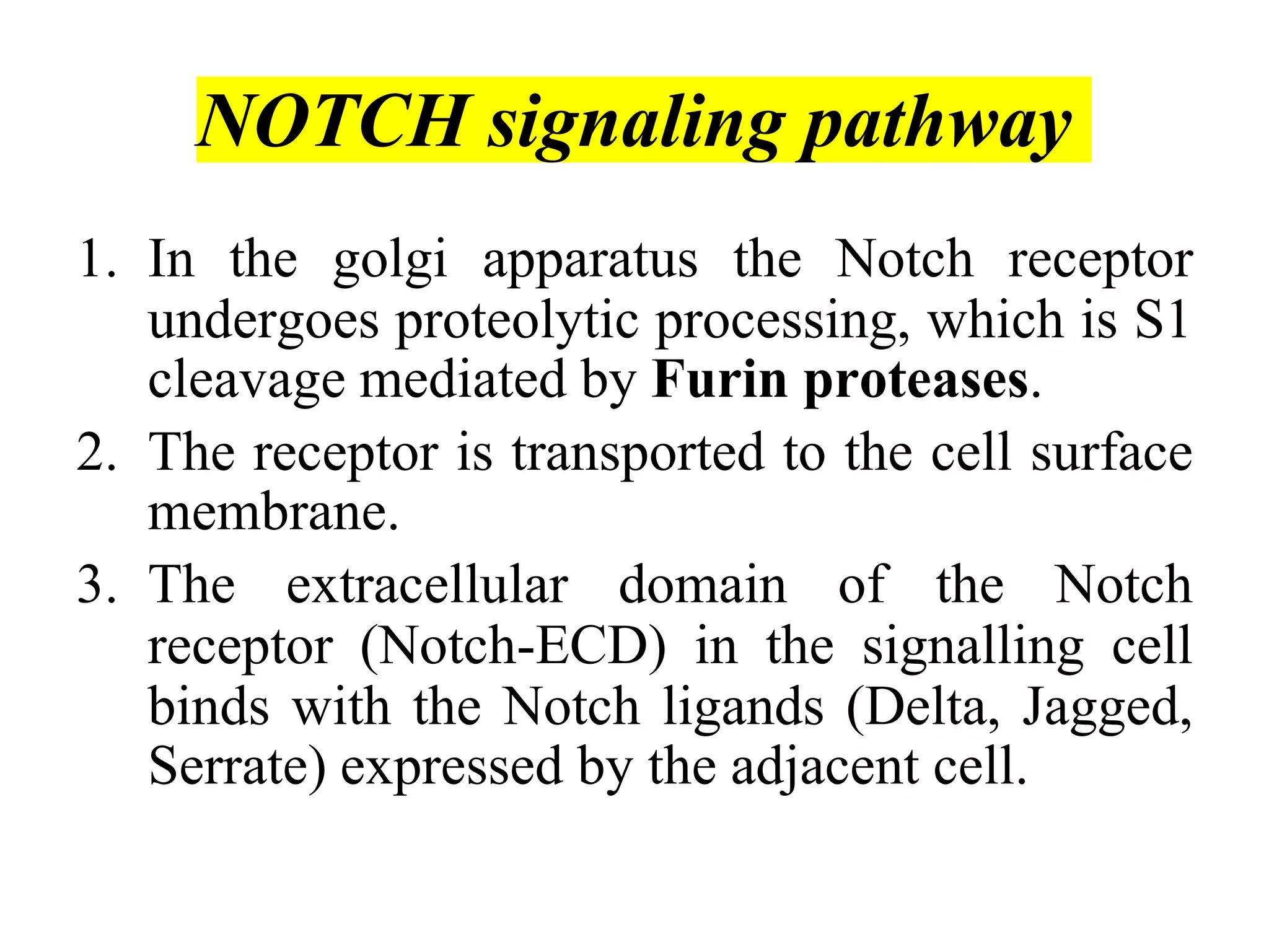NOTCH signaling |Lateral inhibition | PPTX