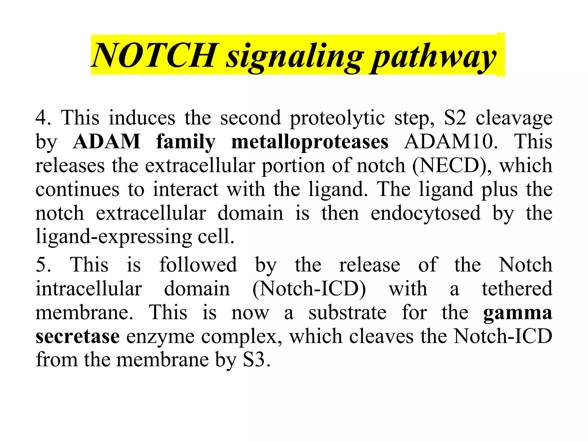 NOTCH signaling |Lateral inhibition | PPTX