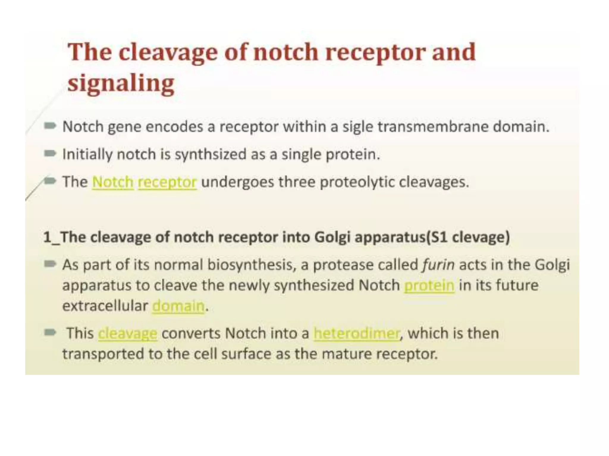 NOTCH signaling |Lateral inhibition | PPTX