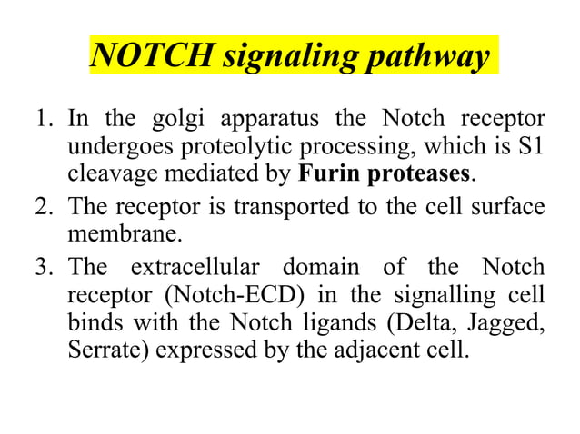 NOTCH signaling |Lateral inhibition | PPTX