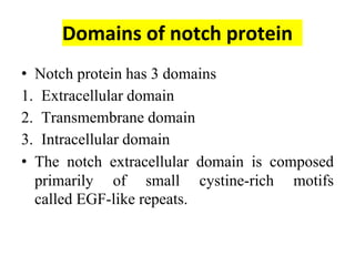 NOTCH signaling |Lateral inhibition | PPTX