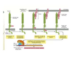 NOTCH signaling |Lateral inhibition | PPTX