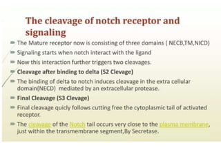 NOTCH signaling |Lateral inhibition | PPTX