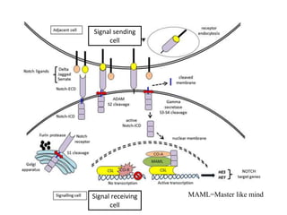 NOTCH signaling |Lateral inhibition | PPTX