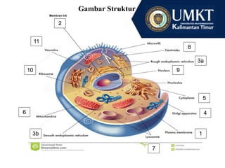 1. Mekanisme Adaptasi Sel OK.ppt