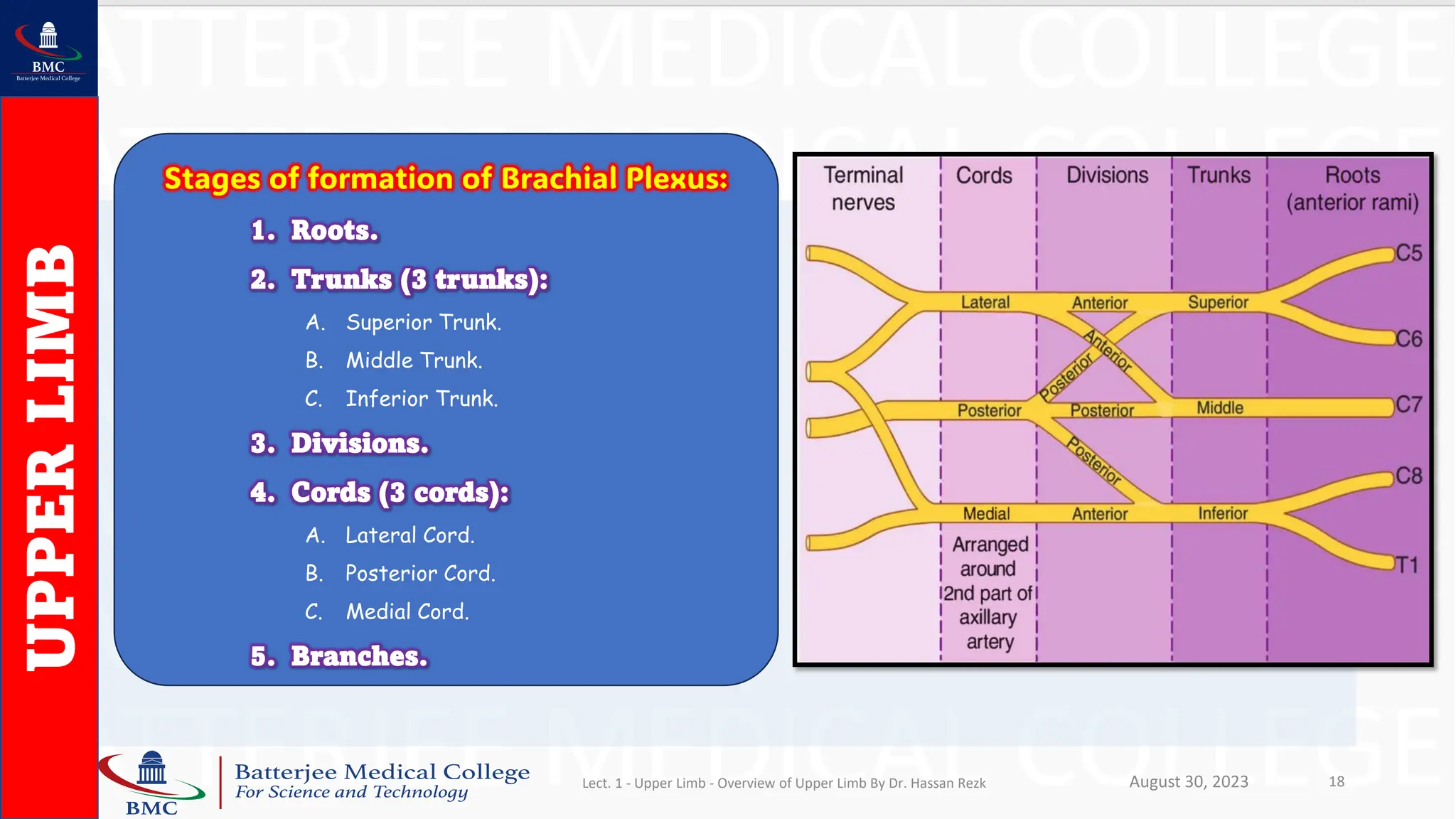 1. UL - Upper Limb Overview.pdf