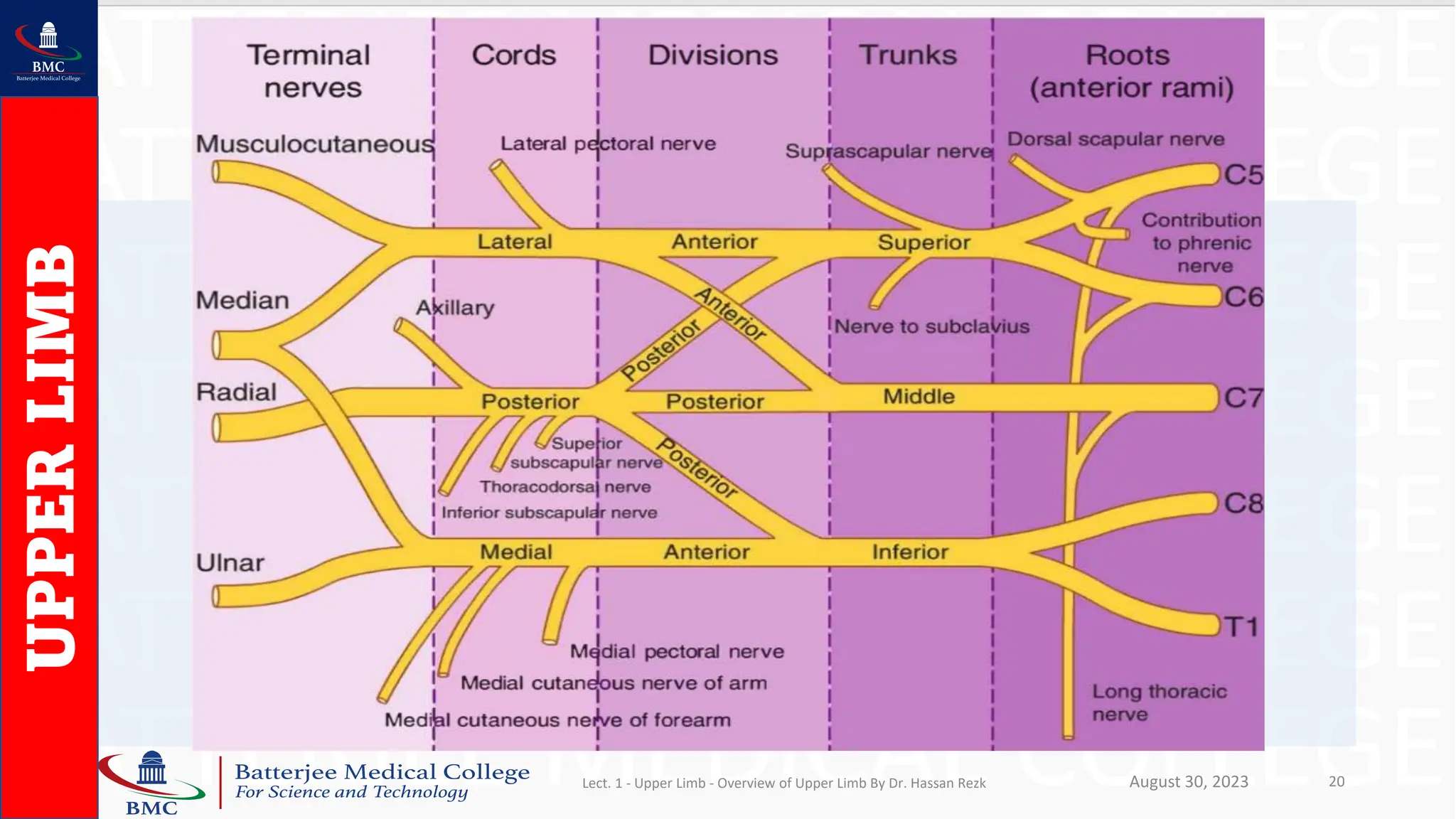 1. UL - Upper Limb Overview.pdf