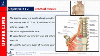 1. UL - Upper Limb Overview.pdf