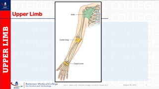 1. UL - Upper Limb Overview.pdf
