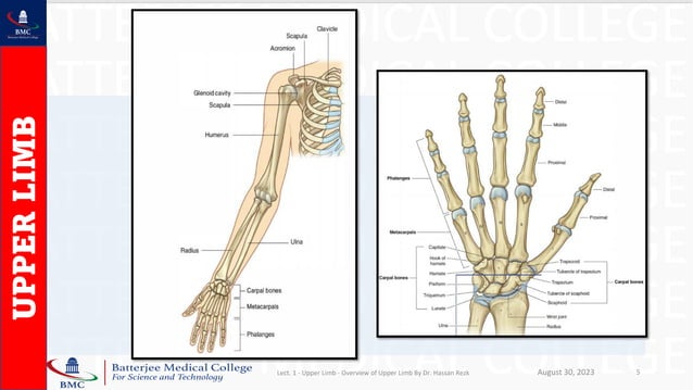 1. UL - Upper Limb Overview.pdf