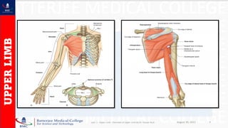 1. UL - Upper Limb Overview.pdf