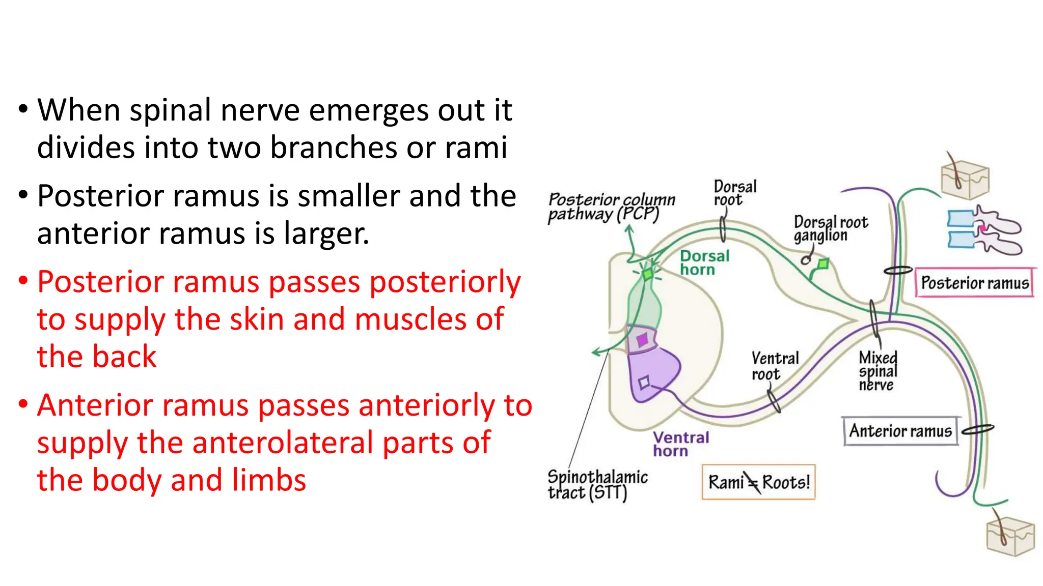 1.Organization of the Nervous System.pptx