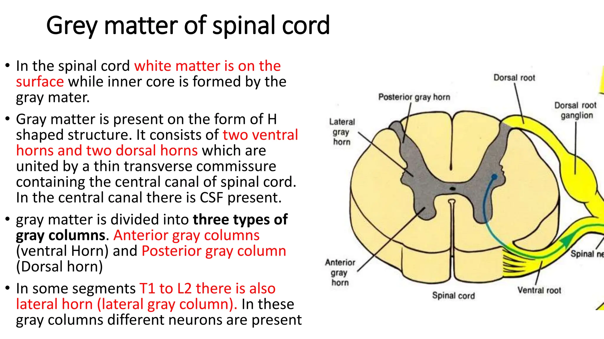 1.Organization of the Nervous System.pptx