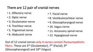 1.Organization of the Nervous System.pptx