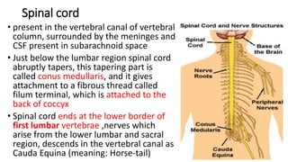 1.Organization of the Nervous System.pptx