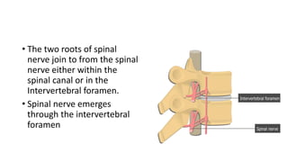 1.Organization of the Nervous System.pptx