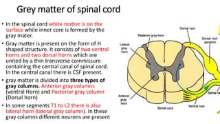 1.Organization of the Nervous System.pptx