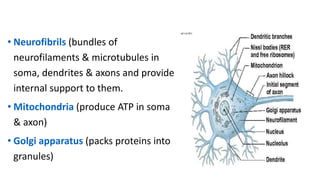 1.Organization of the Nervous System.pptx