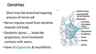1.Organization of the Nervous System.pptx | Death, Injury, or Military ...