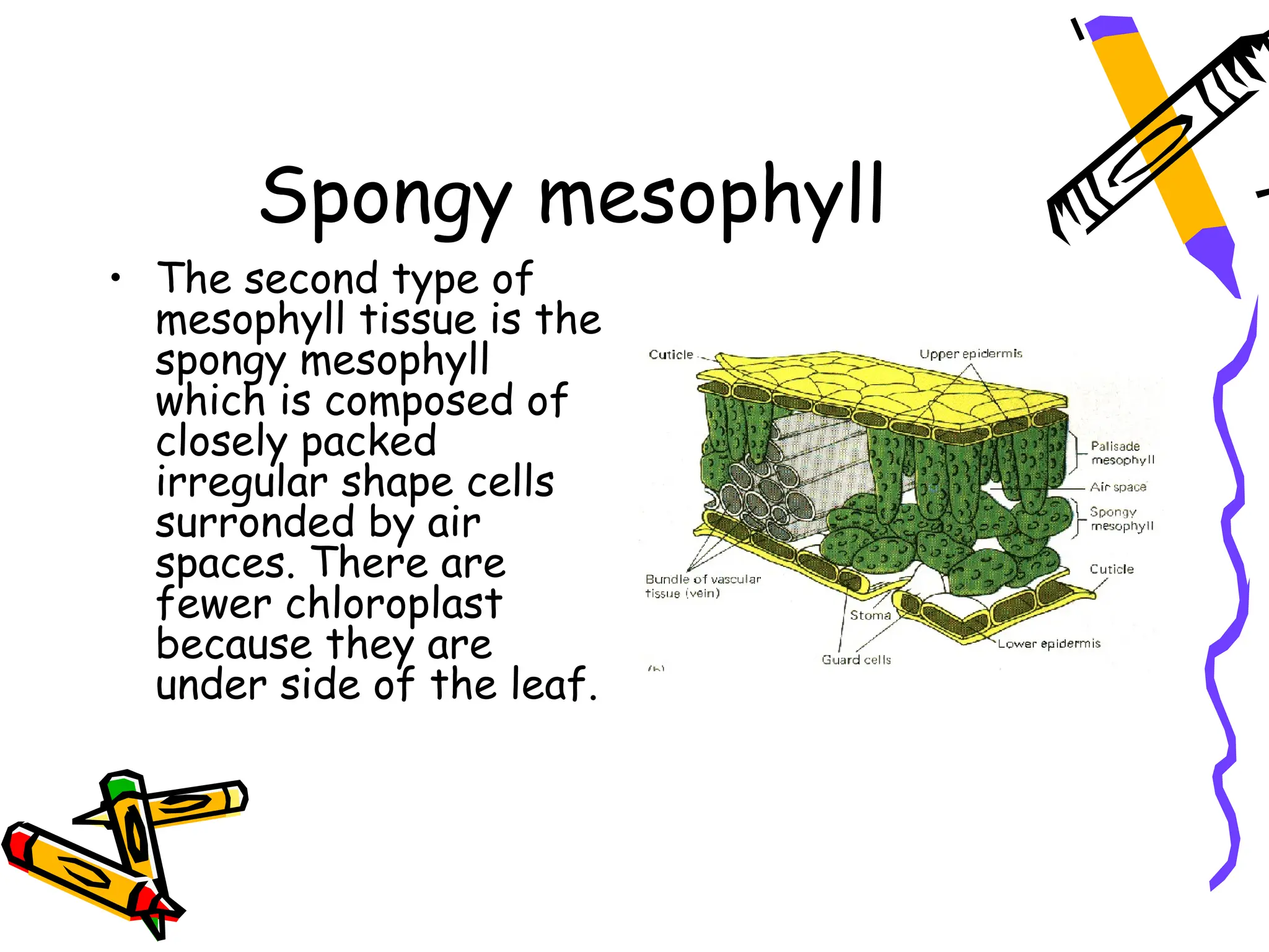 1. structure of leaf.pdf