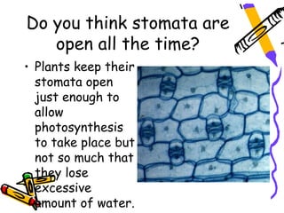 1. structure of leaf.pdf