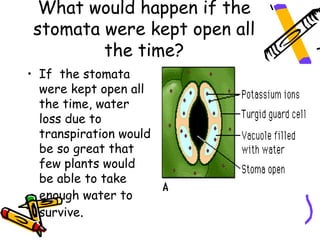 1. structure of leaf.pdf | Gardening | Home & Garden