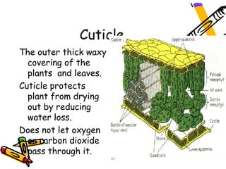1. structure of leaf.pdf