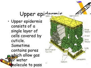 1. structure of leaf.pdf