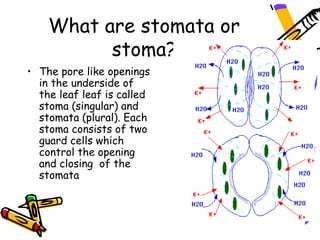 1. structure of leaf.pdf