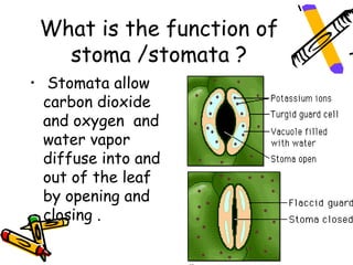 1. structure of leaf.pdf