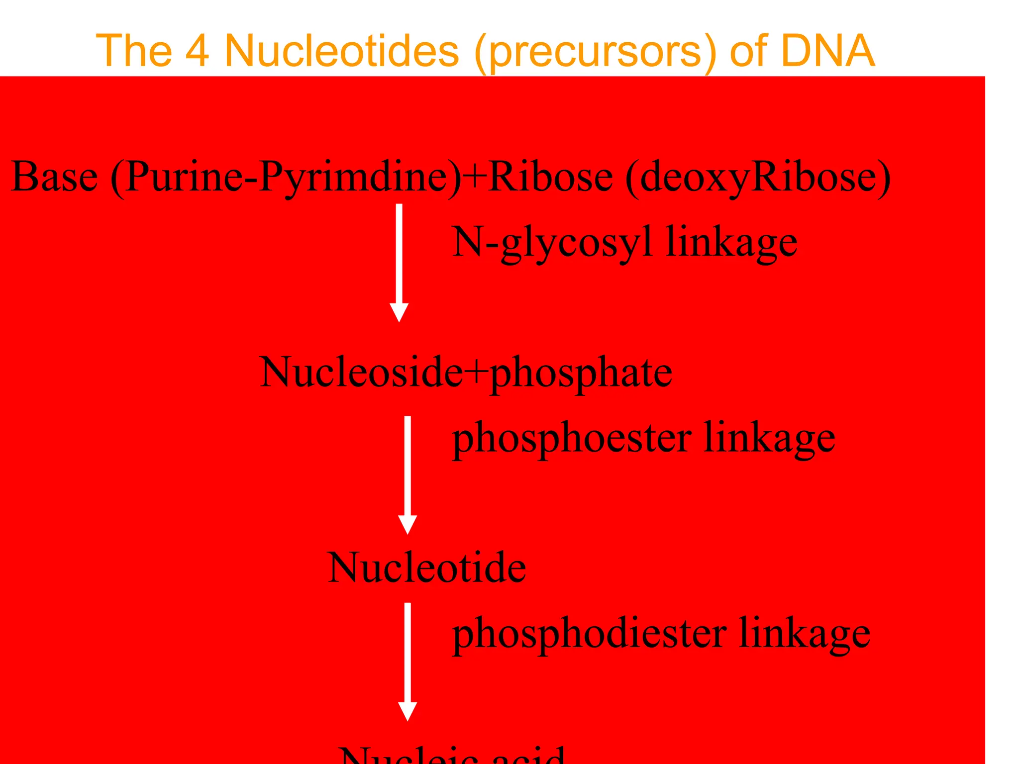 1. Nucleotides and the nucleic acids-1.ppt