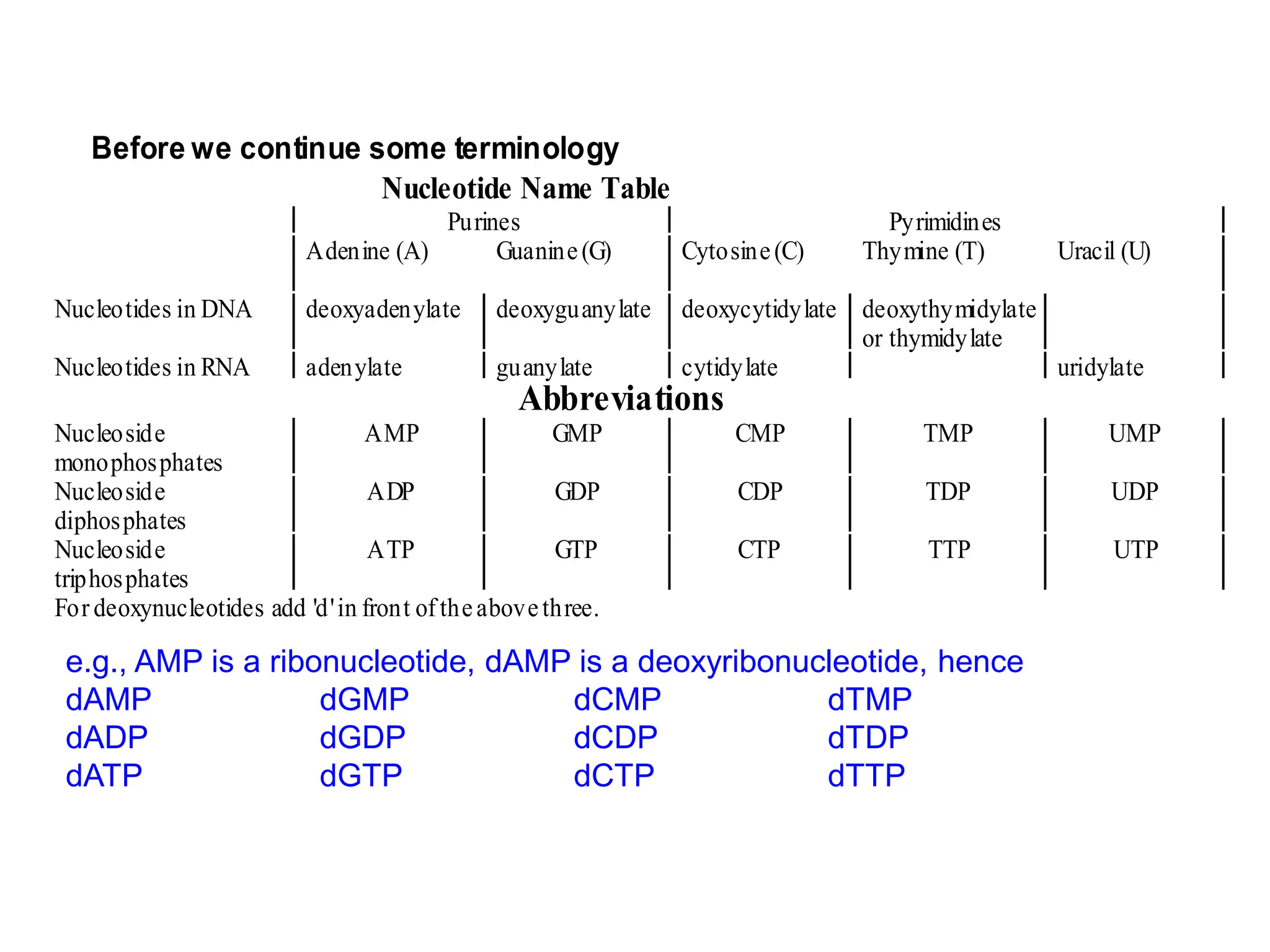 1. Nucleotides and the nucleic acids-1.ppt