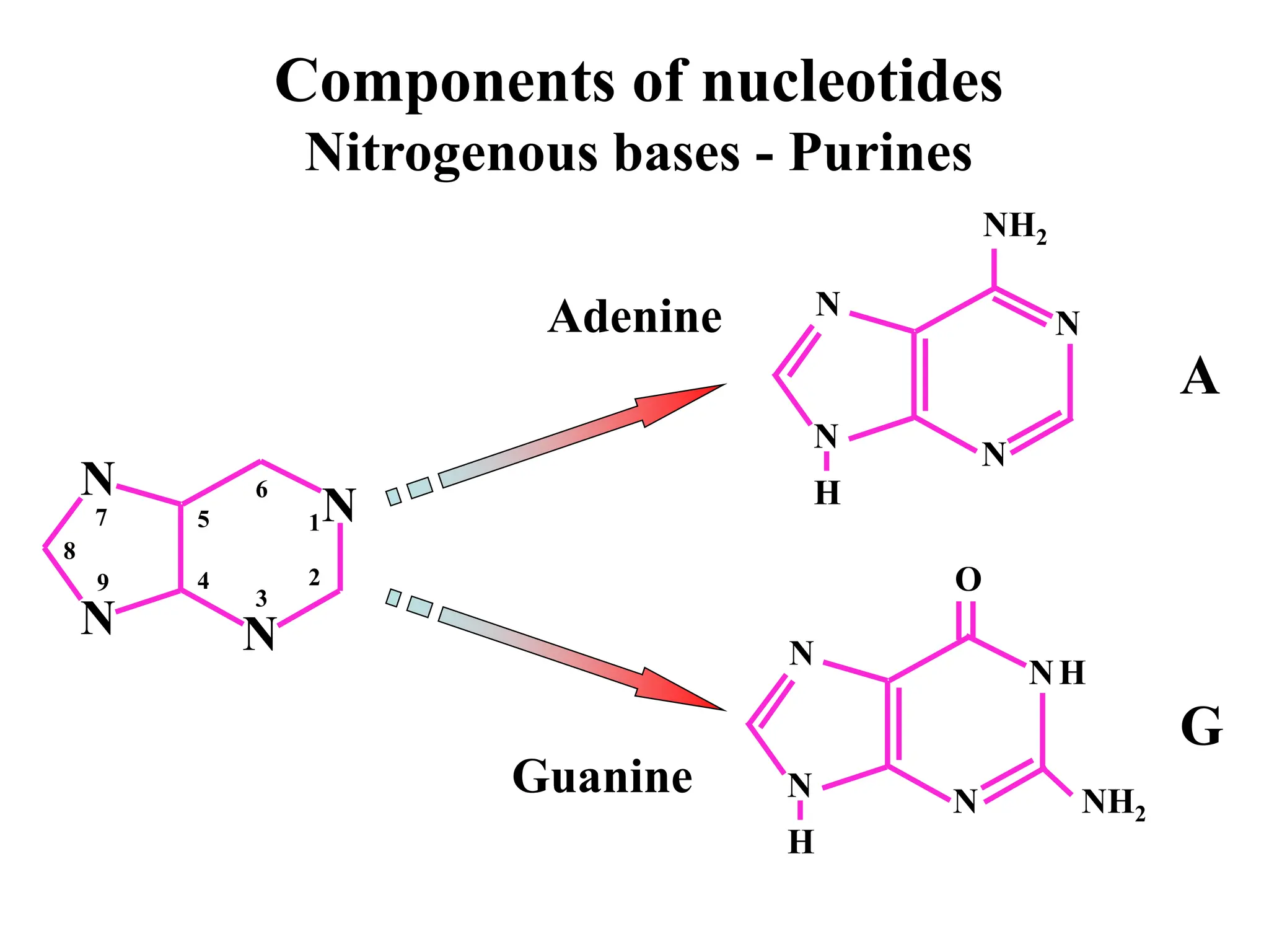 1. Nucleotides and the nucleic acids-1.ppt