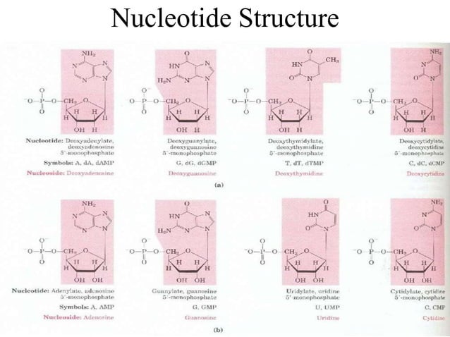 1. Nucleotides and the nucleic acids-1.ppt