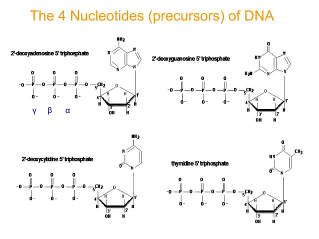 1. Nucleotides and the nucleic acids-1.ppt