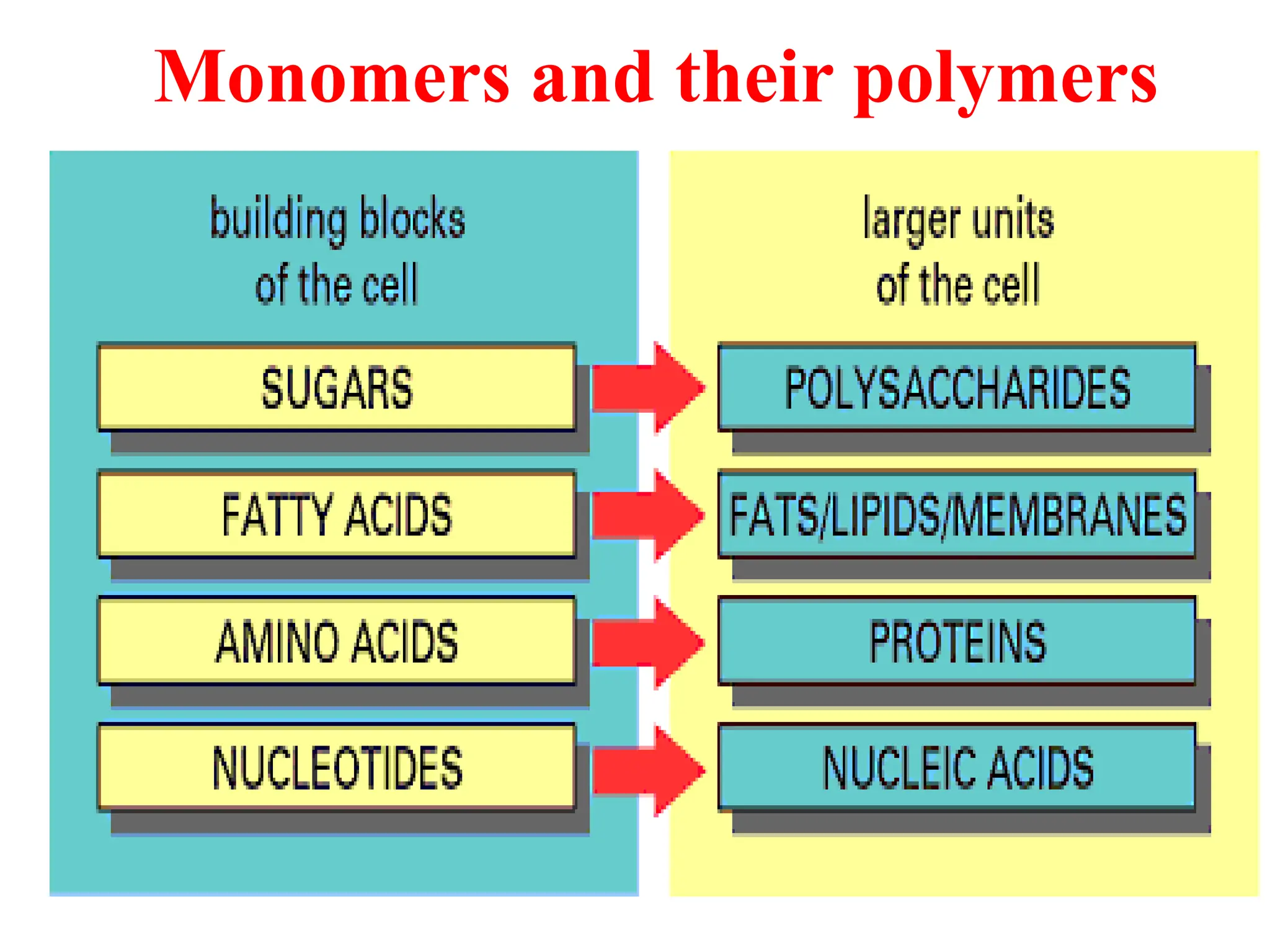 1. Introduction to structure of biomolecules lecture Lecture 2-1.pptx