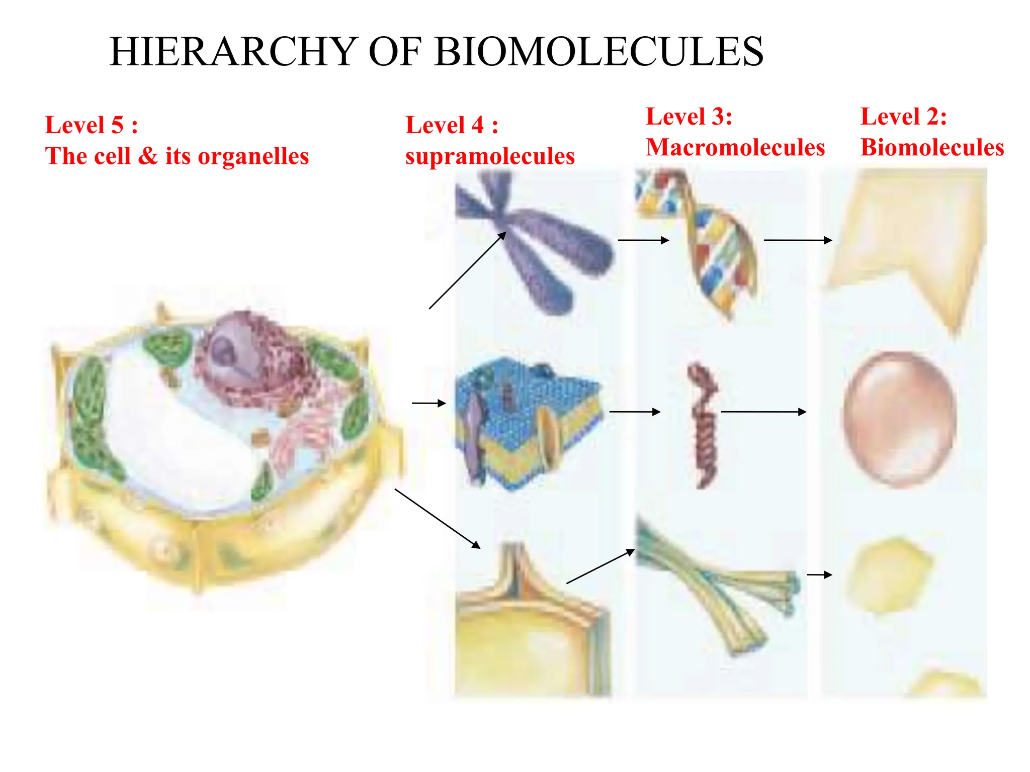1. Introduction to structure of biomolecules lecture Lecture 2-1.pptx