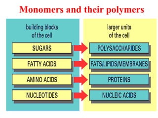 1. Introduction to structure of biomolecules lecture Lecture 2-1.pptx