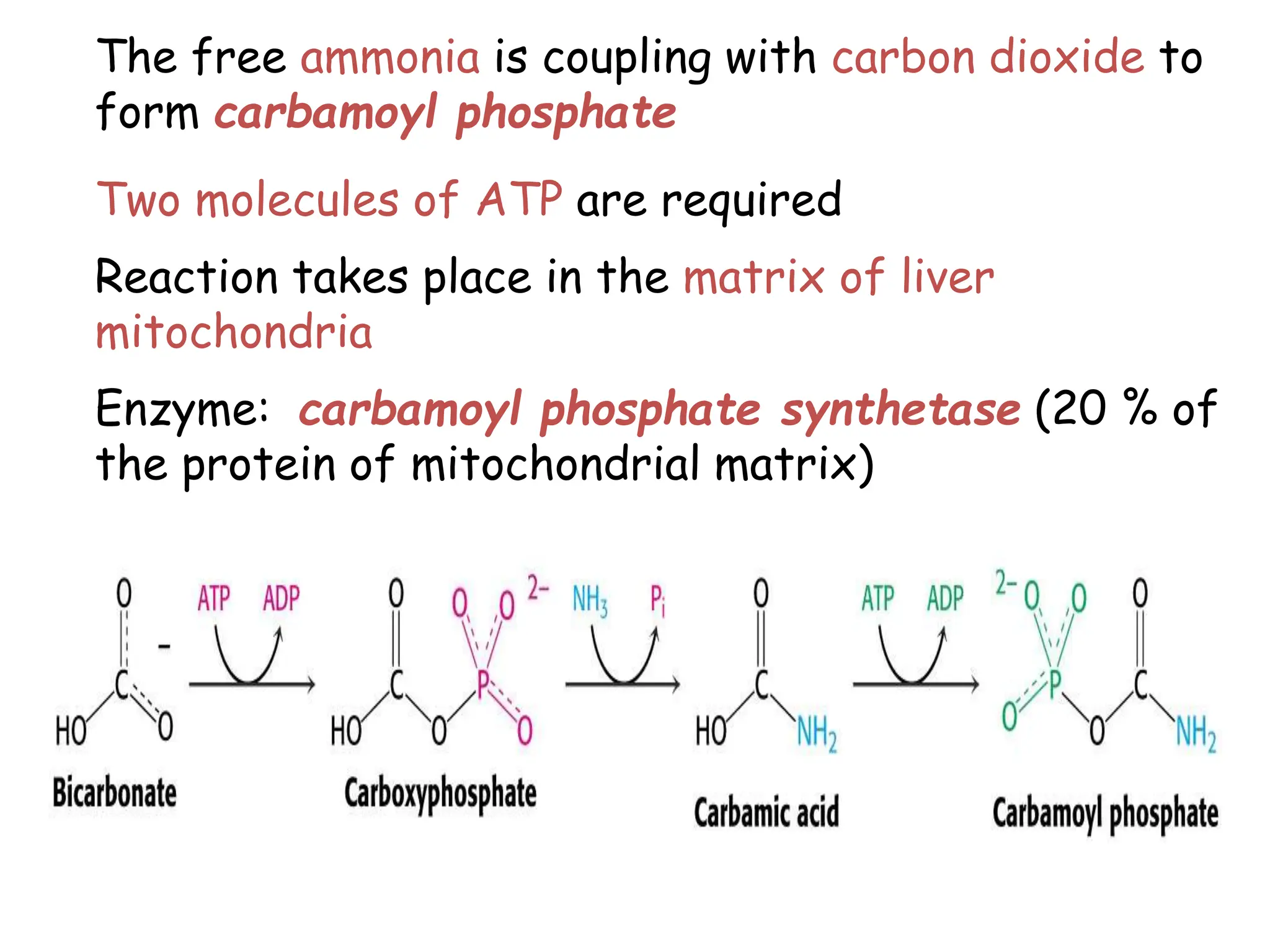 1. FORMATION,TRANSPORT AND DETOXIFICATION OF AMMONIA.pptx