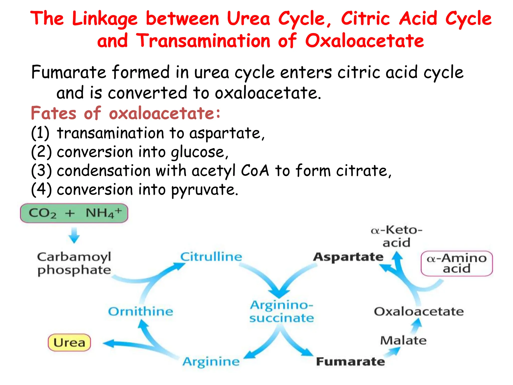 1. FORMATION,TRANSPORT AND DETOXIFICATION OF AMMONIA.pptx