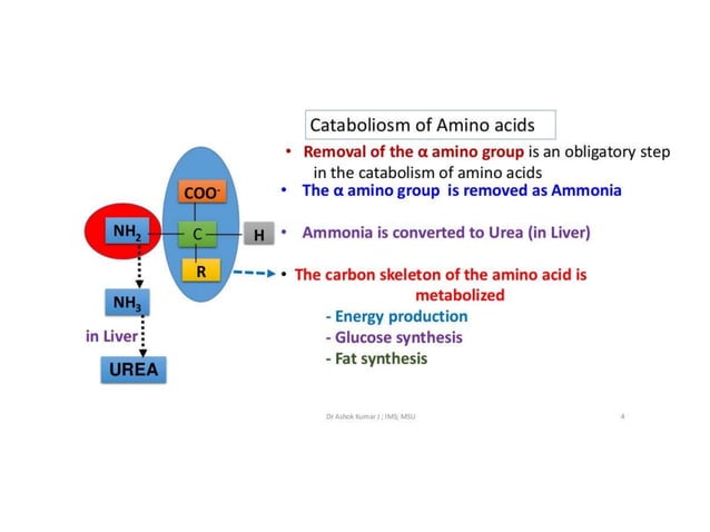 1. FORMATION,TRANSPORT AND DETOXIFICATION OF AMMONIA.pptx | Chemistry ...