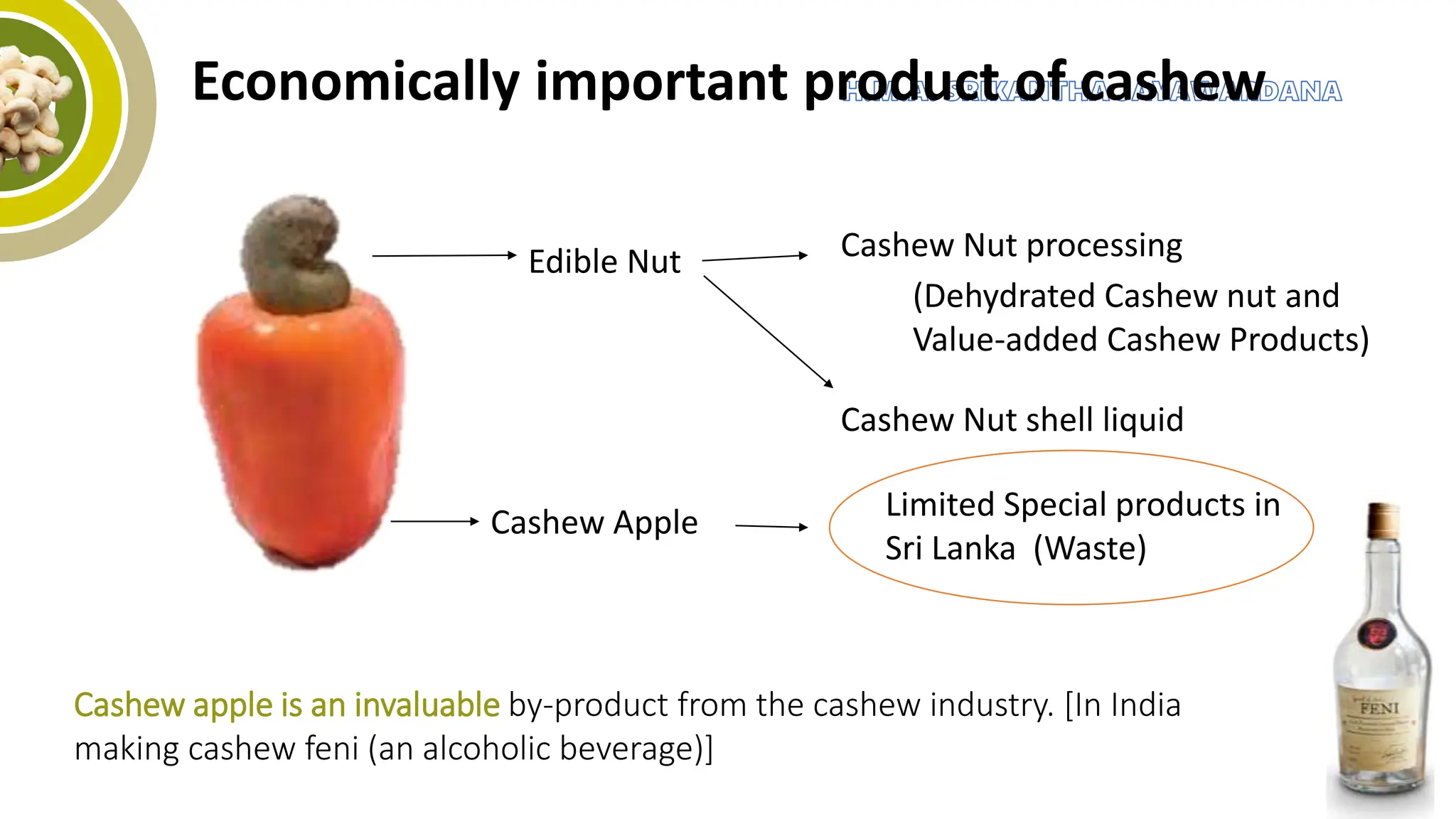 Introduction of Cashew Industry | PPTX