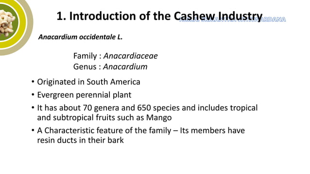Introduction of Cashew Industry | PPTX