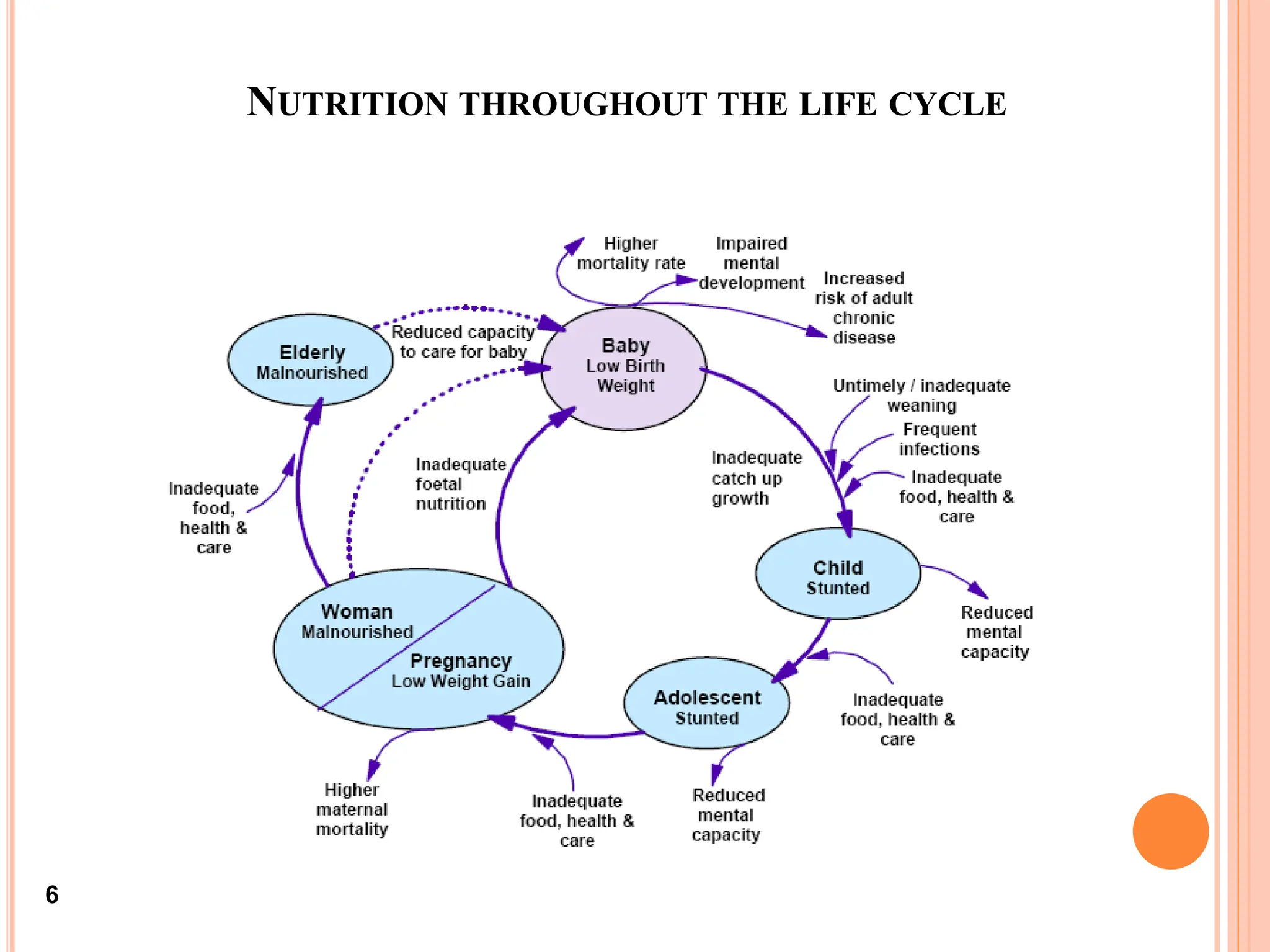 1.00 Nutrition in the life cycle.pptx