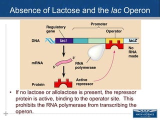1.Gene Regulation Prokaryoperon.pptx