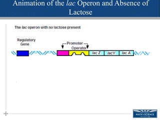 1.Gene Regulation Prokaryoperon.pptx